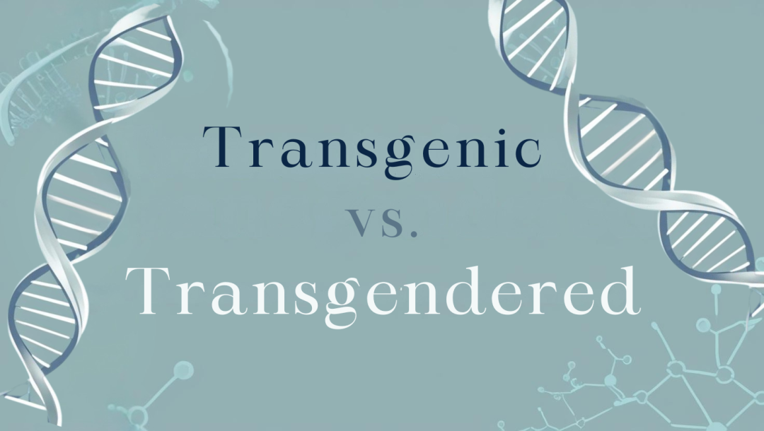 Do Transgender Mice Exist? The Truth Explained